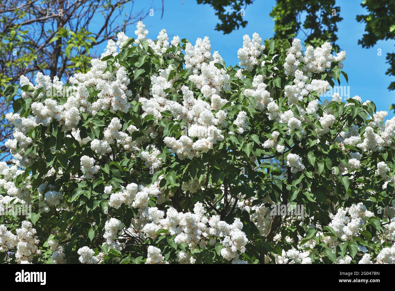 Lilac is a luxurious shrub, extremely hardy, which grows well outdoors ...