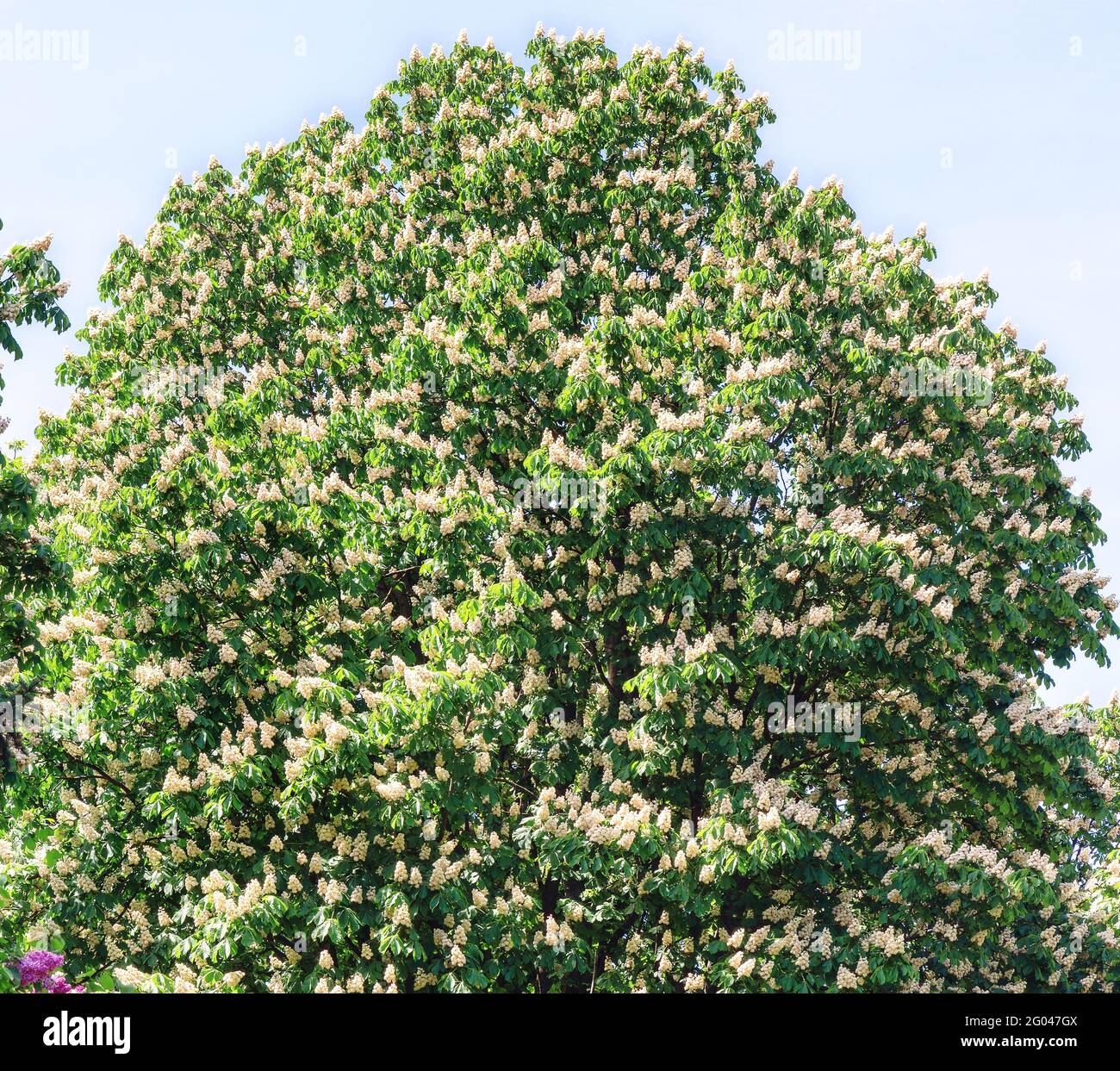 Ukraine tree hi-res stock photography and images - Alamy