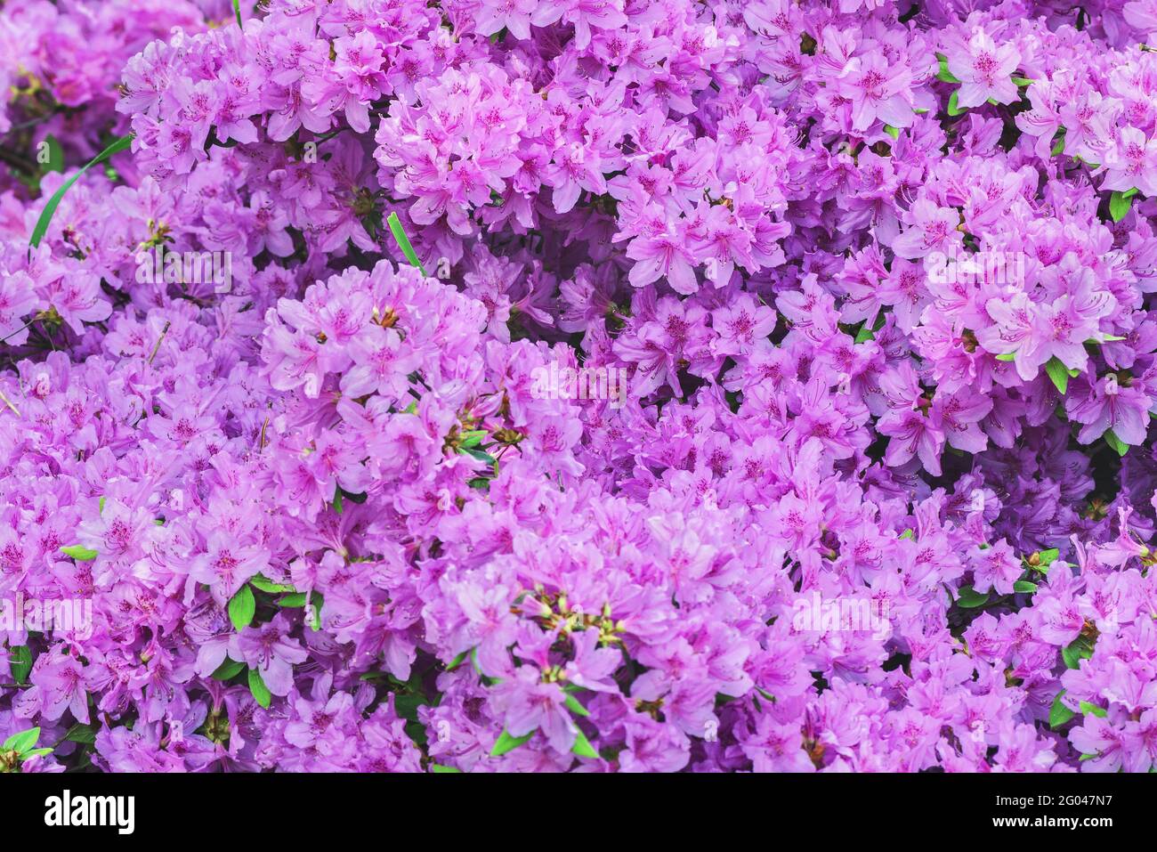 Blooming azalea. Beautiful background and unique texture Stock Photo ...