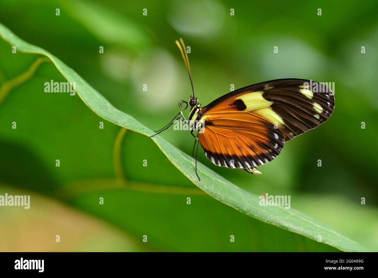 Numata Longwing Butterfly, tropical Lepidoptera Stock Photo - Alamy