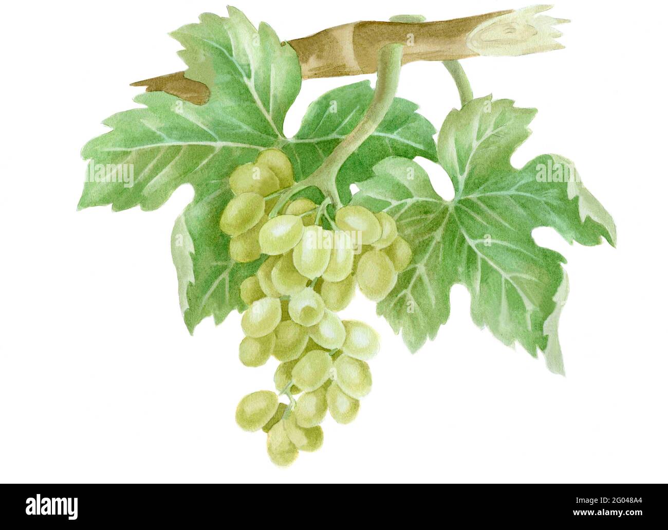 Village agriculture grape Cut Out Stock Images & Pictures - Alamy
