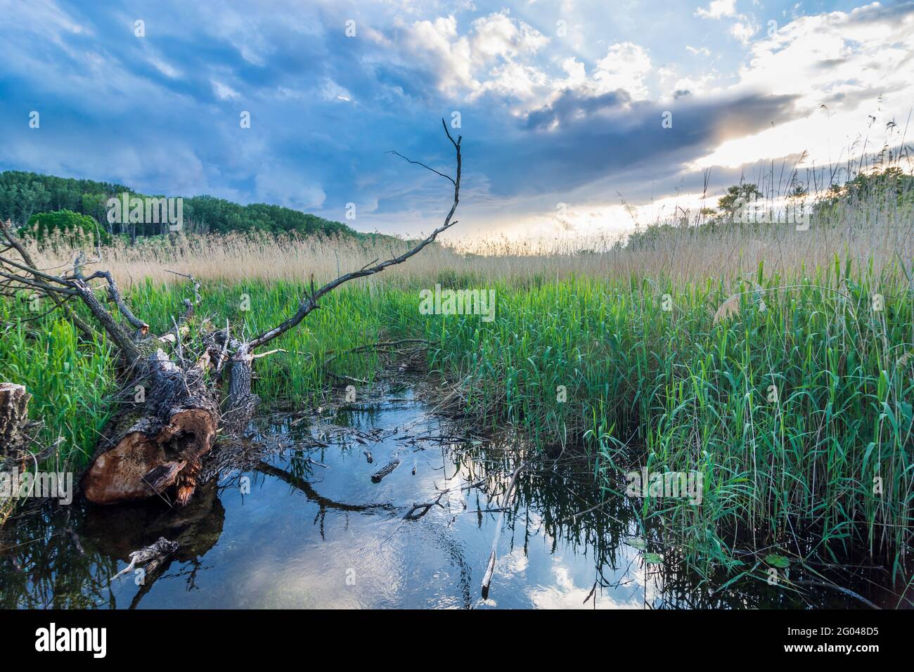 Oxbow lake eberschuttwasser in floodplain lobau hi-res stock ...