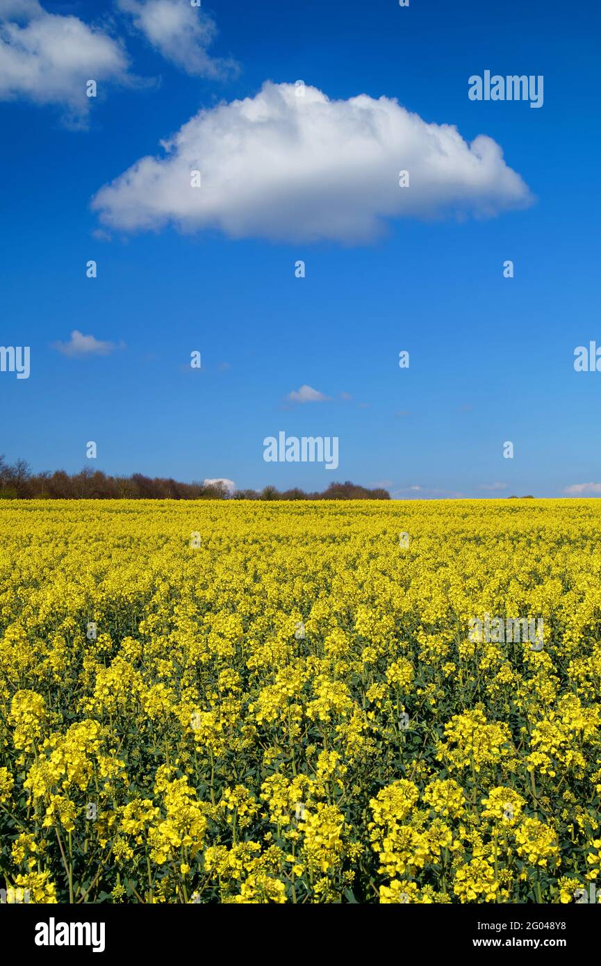 UK, West Yorkshire, Rapeseed Field near the village of Woolley in the ...