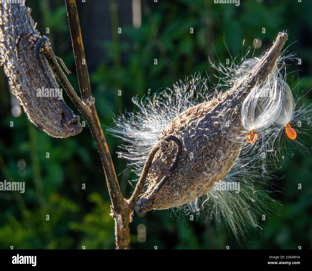 The wild milkweed plant Stock Photo - Alamy
