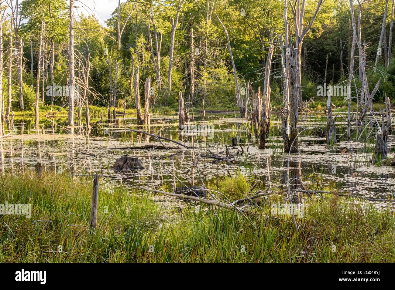 Petersham Massachusetts High Resolution Stock Photography and Images ...