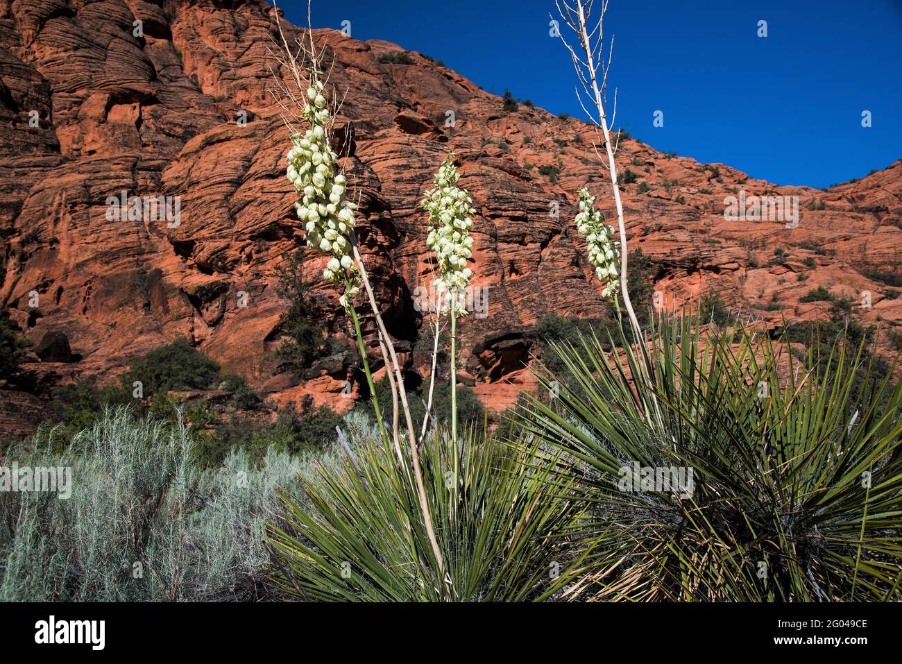 Desert Yucca blooming in late spring is contrasted against the red ...