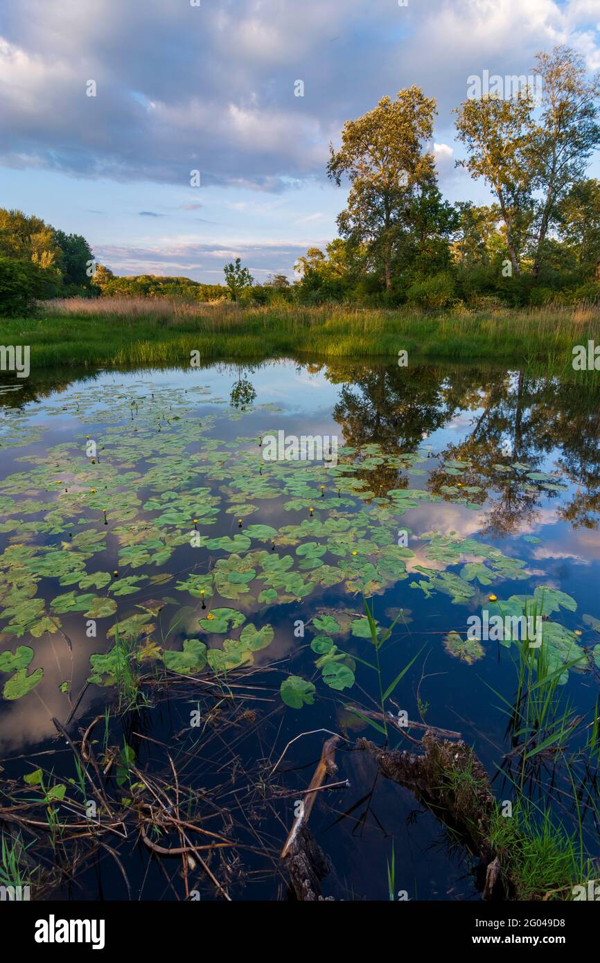 Wien, Vienna: oxbow lake at Künigl Traverse in Obere Lobau, part of ...