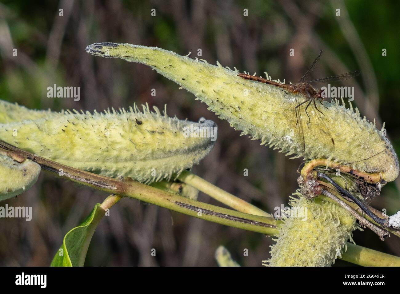 Milkweed seed pod hi-res stock photography and images - Alamy
