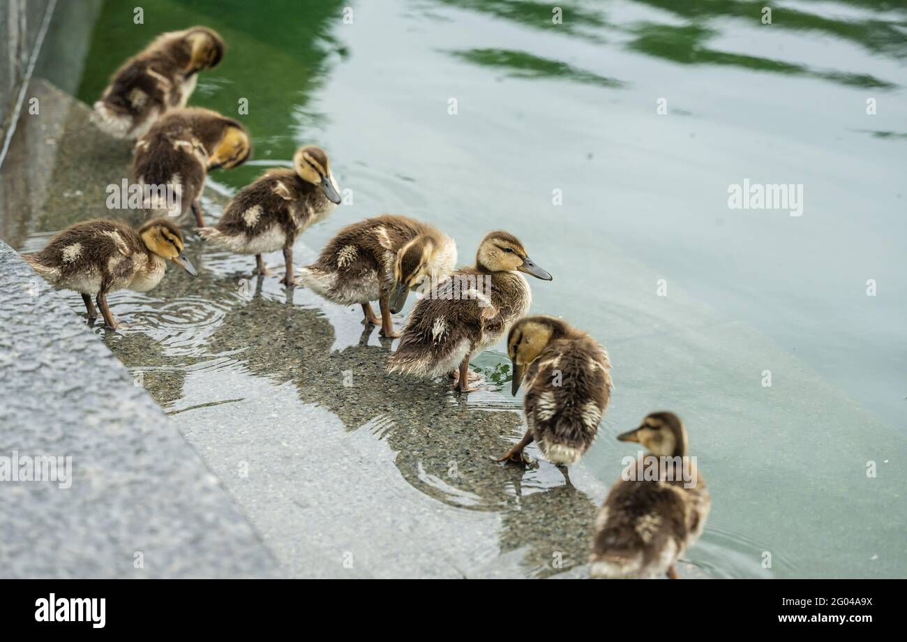 Ducklings Swimming In A Row