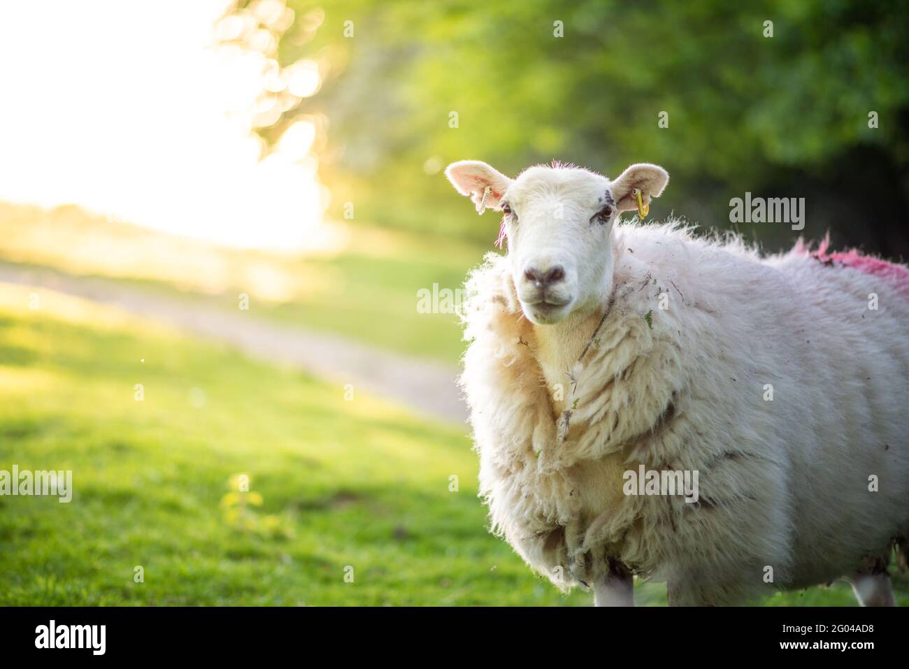 sheep in countryside with sunlight Stock Photo - Alamy