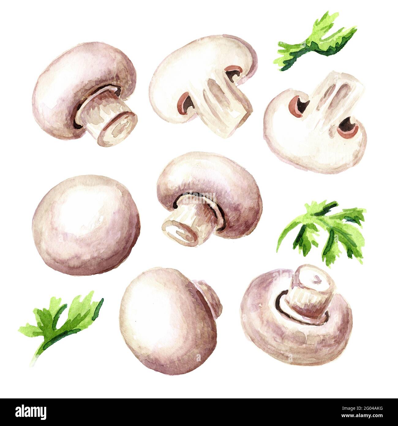 Fresh mushroom champignon with herbs set. Watercolor hand drawn ...