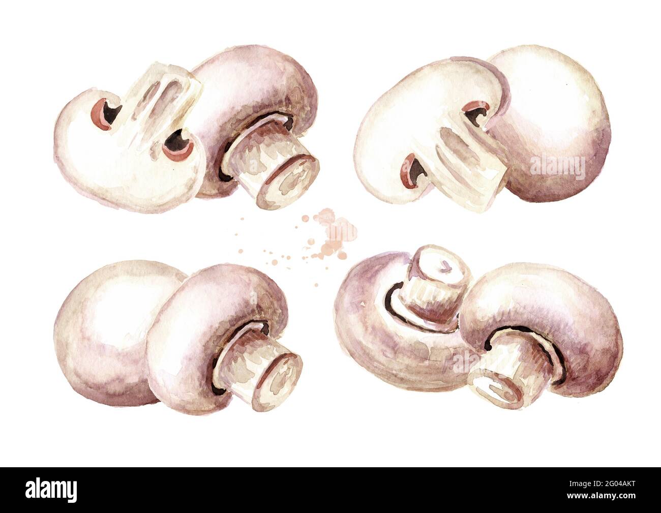 Fresh mushroom champignon set. Watercolor hand drawn illustration ...