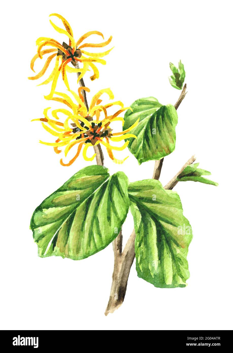 Branch of a witch hazel with leaves and flowers medicinal plant ...