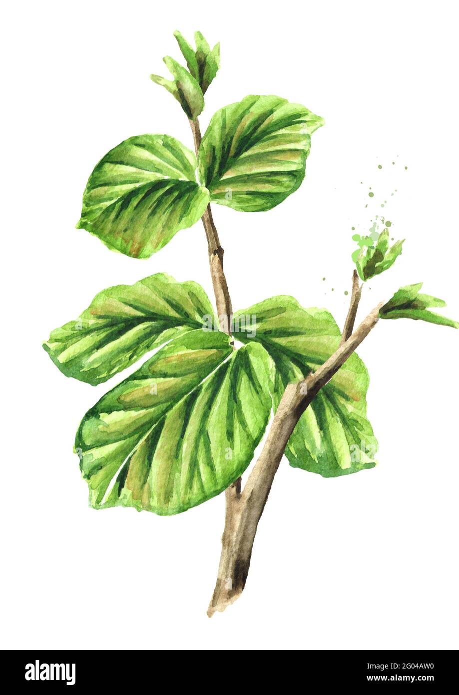 Branch of a witch hazel with leaves. Medicinal plant Hamamelis ...