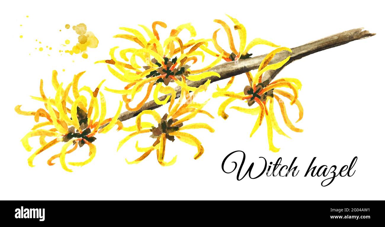 Blossoming branch of a witch hazel, medicinal plant Hamamelis ...