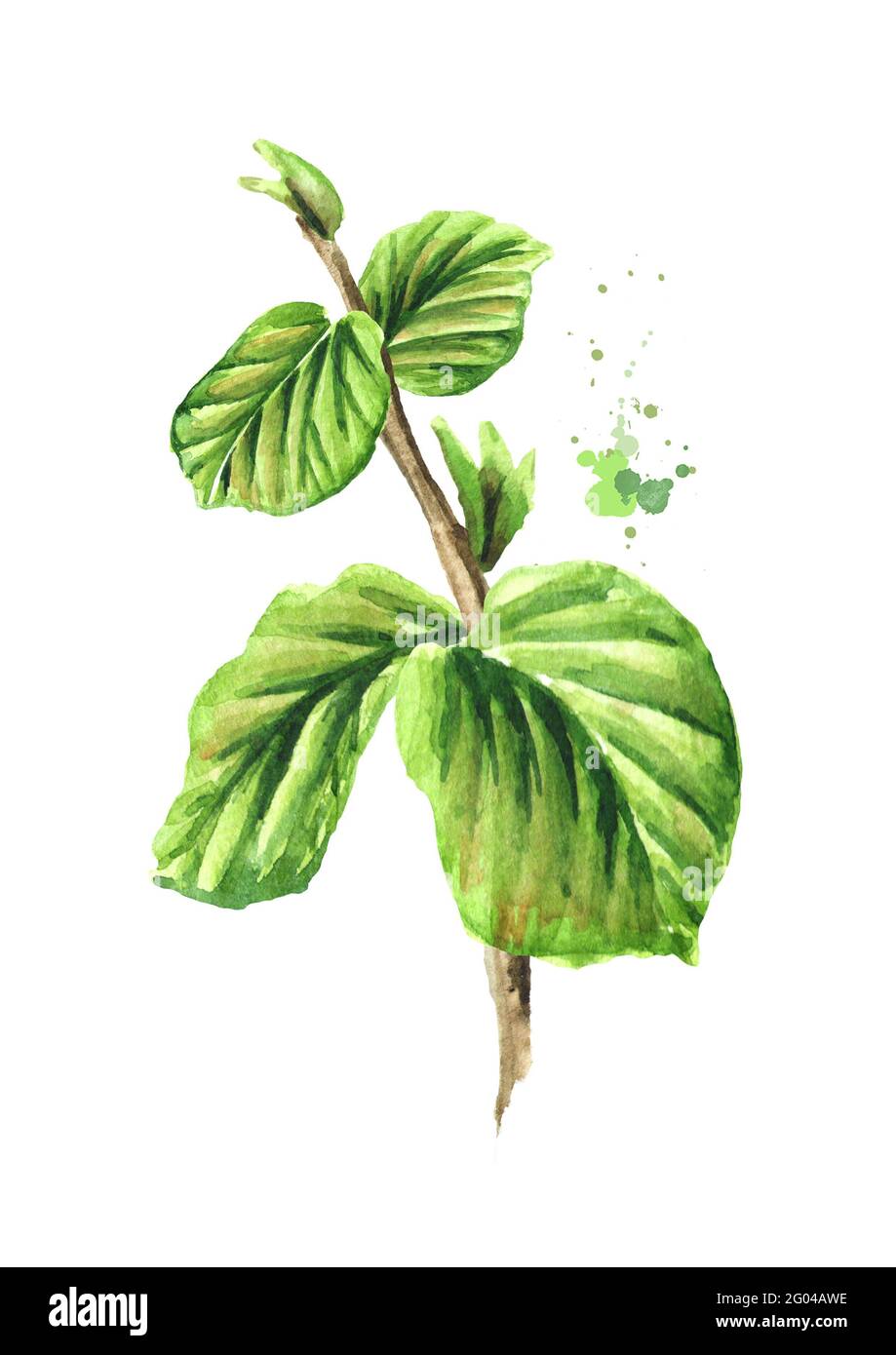 Branch of a witch hazel with leaves. Medicinal plant Hamamelis ...