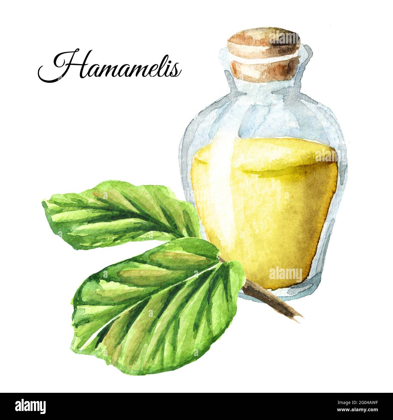 Witch hazel extract, medicinal plant Hamamelis. Watercolor hand drawn ...