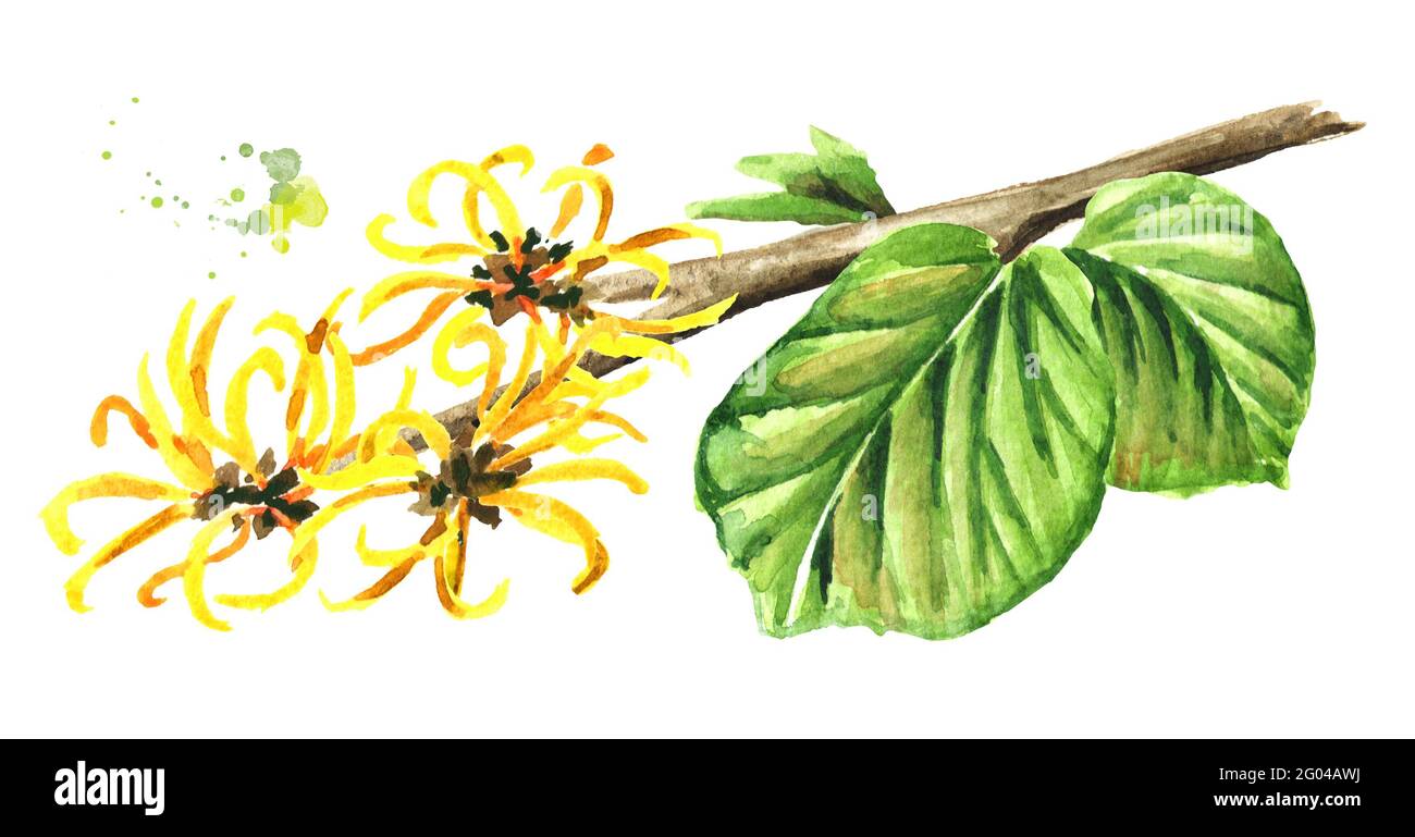 Blossoming branch of a witch hazel with leaves and flowers, medicinal ...