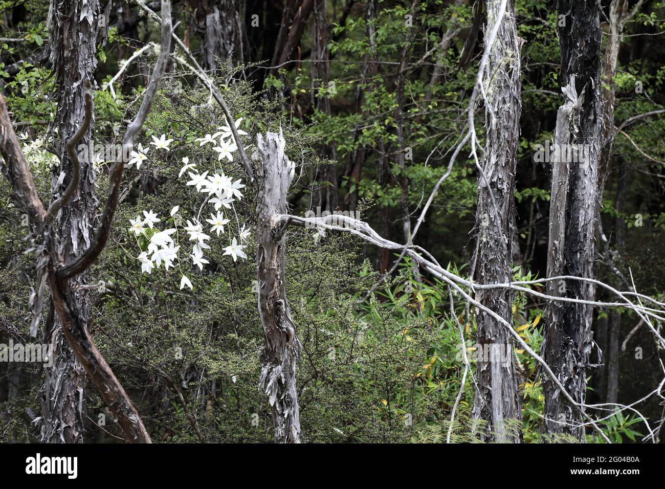 Blume / Flower / Flos Stock Photo - Alamy