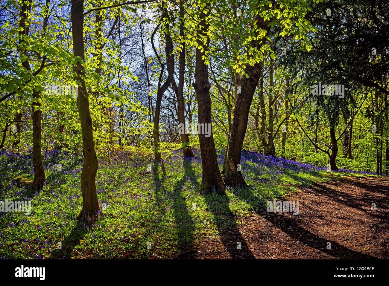 UK,South Yorkshire,Sheffield,Woolley Wood Bluebells Stock Photo - Alamy