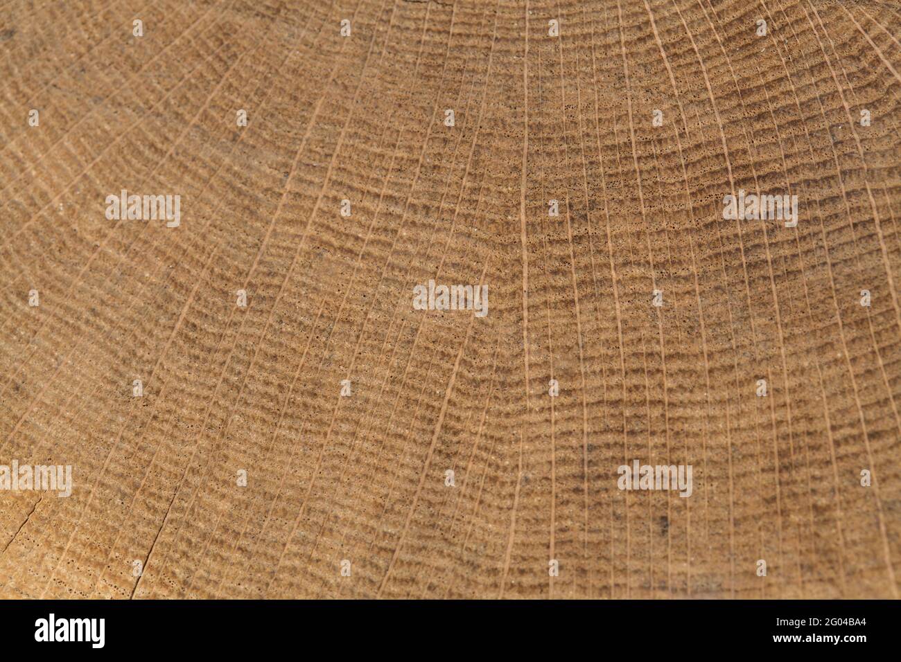 cut through a trunk of a pine tree natural macro background Stock Photo ...