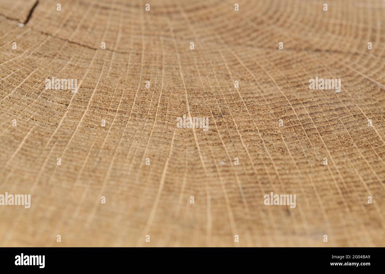 cut through a trunk of a pine tree natural macro background Stock Photo ...