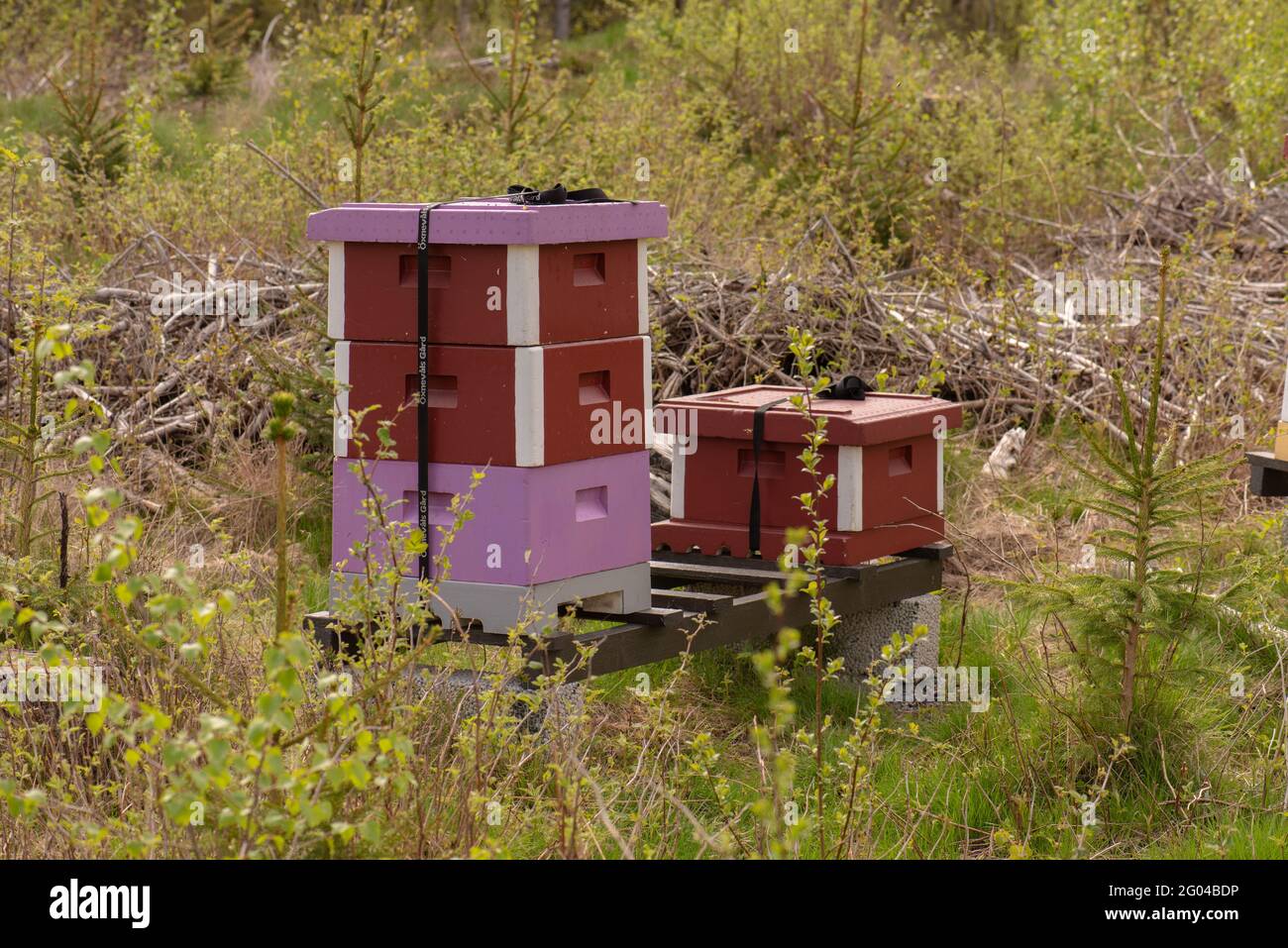 Colorful bee hives in a field Stock Photo - Alamy