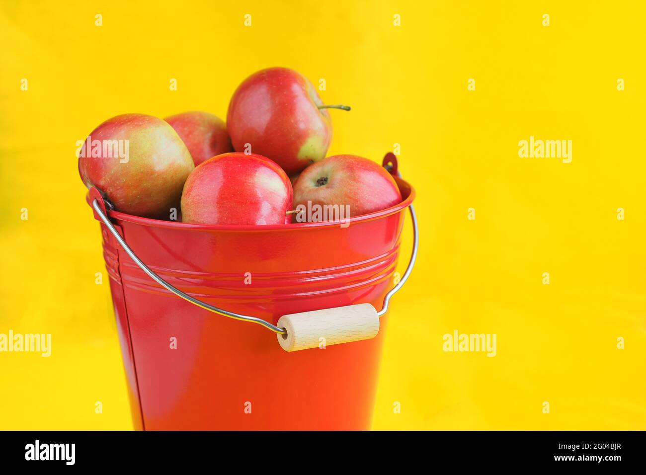 Apples are ripe red. Harvest apples in a red bucket on a yellow ...