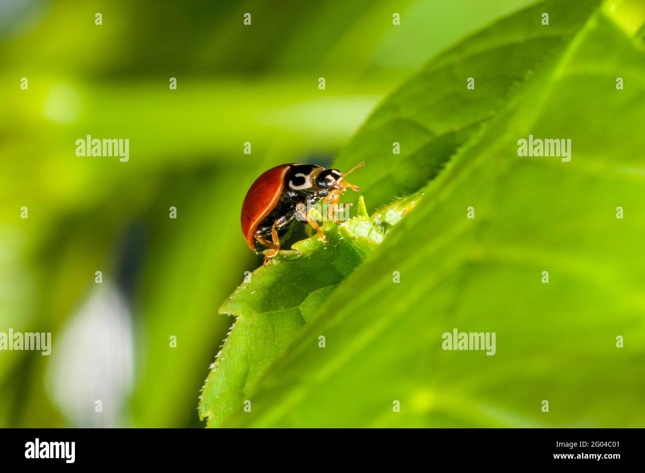 Ladybird beetle hi-res stock photography and images - Alamy