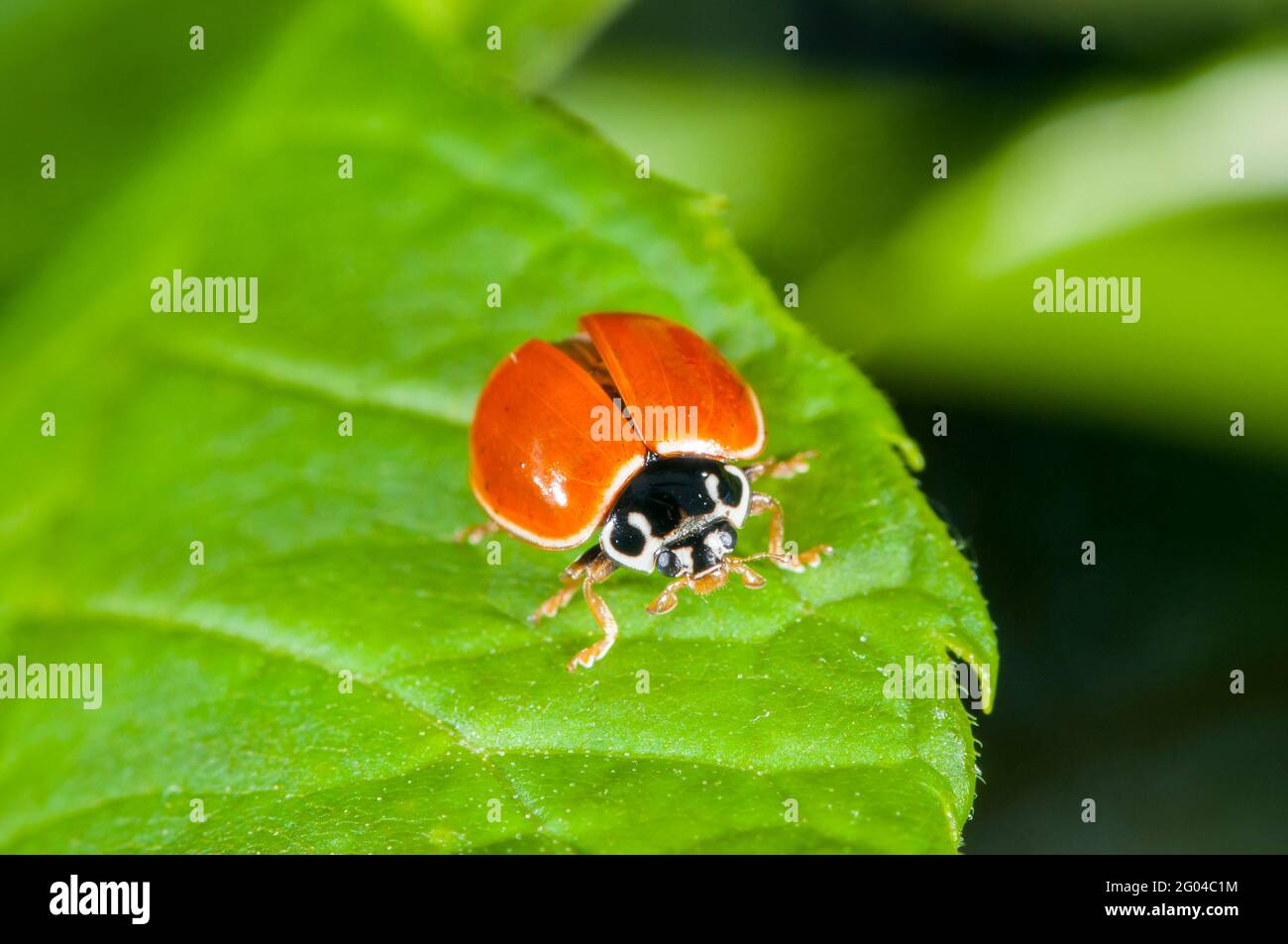 Ladybird beetle hi-res stock photography and images - Alamy