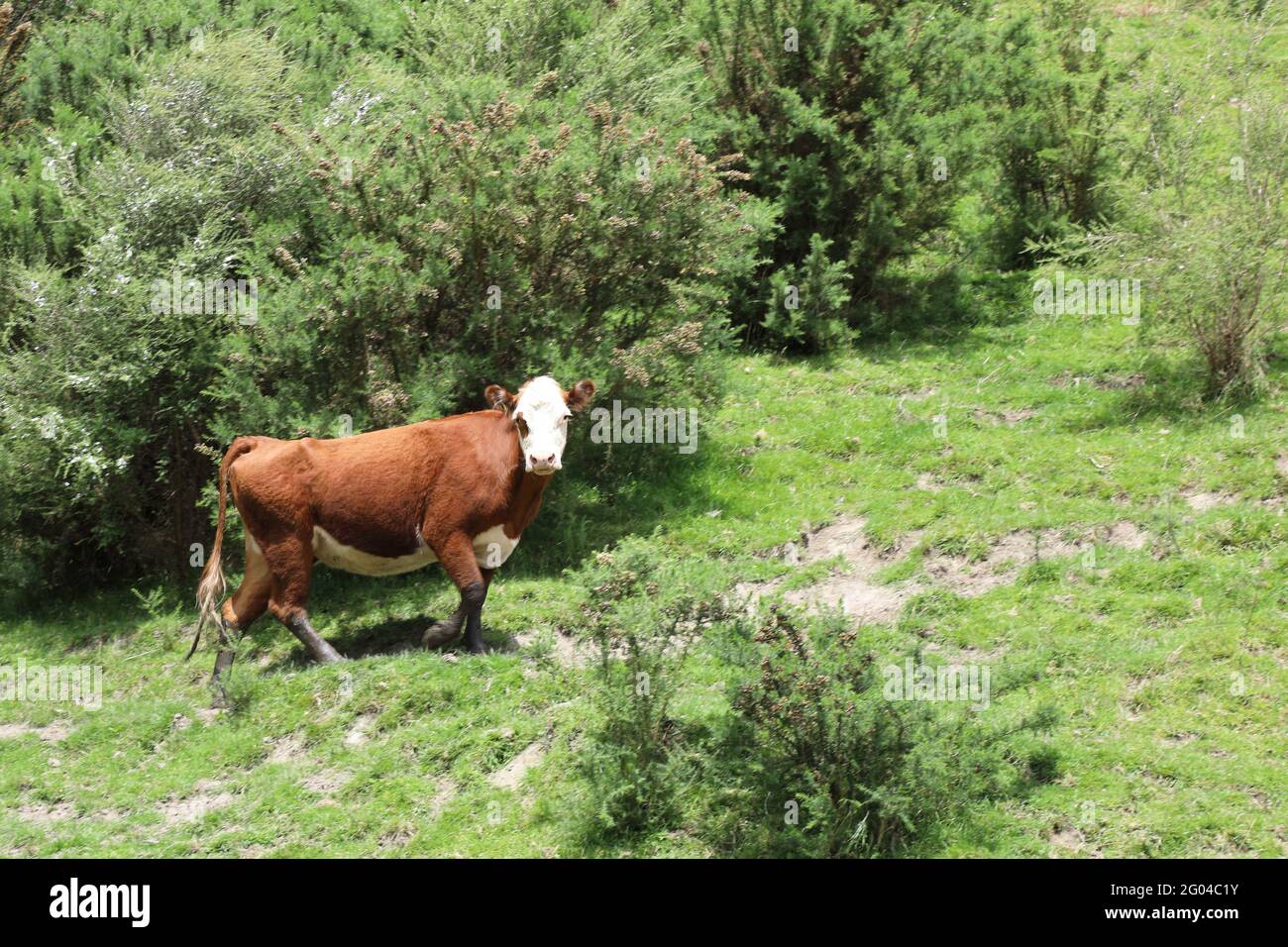 Rind / Cattle / Bovinae Stock Photo - Alamy