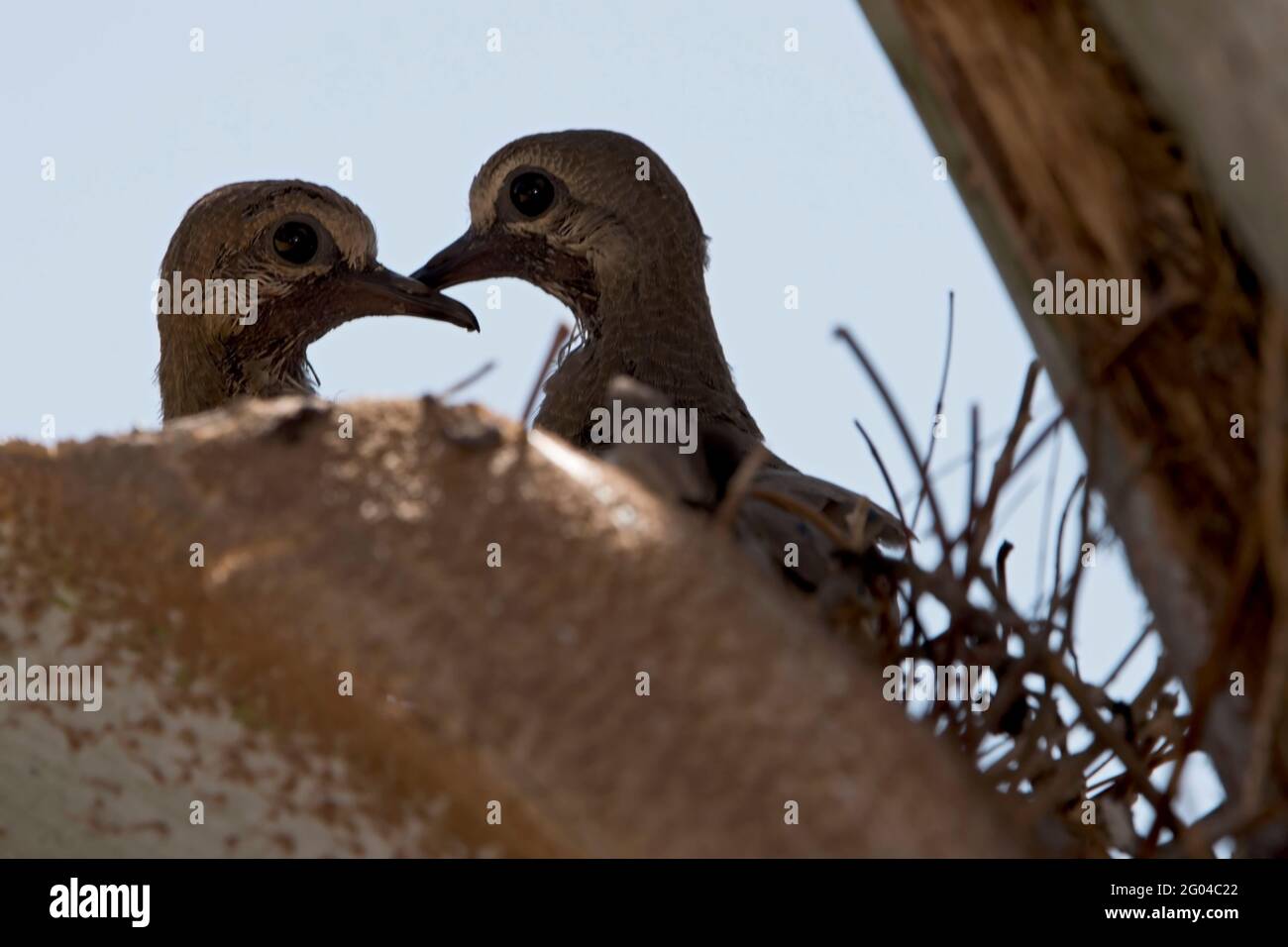 Newborn siblings - doves born in a nest on palm tree Stock Photo - Alamy