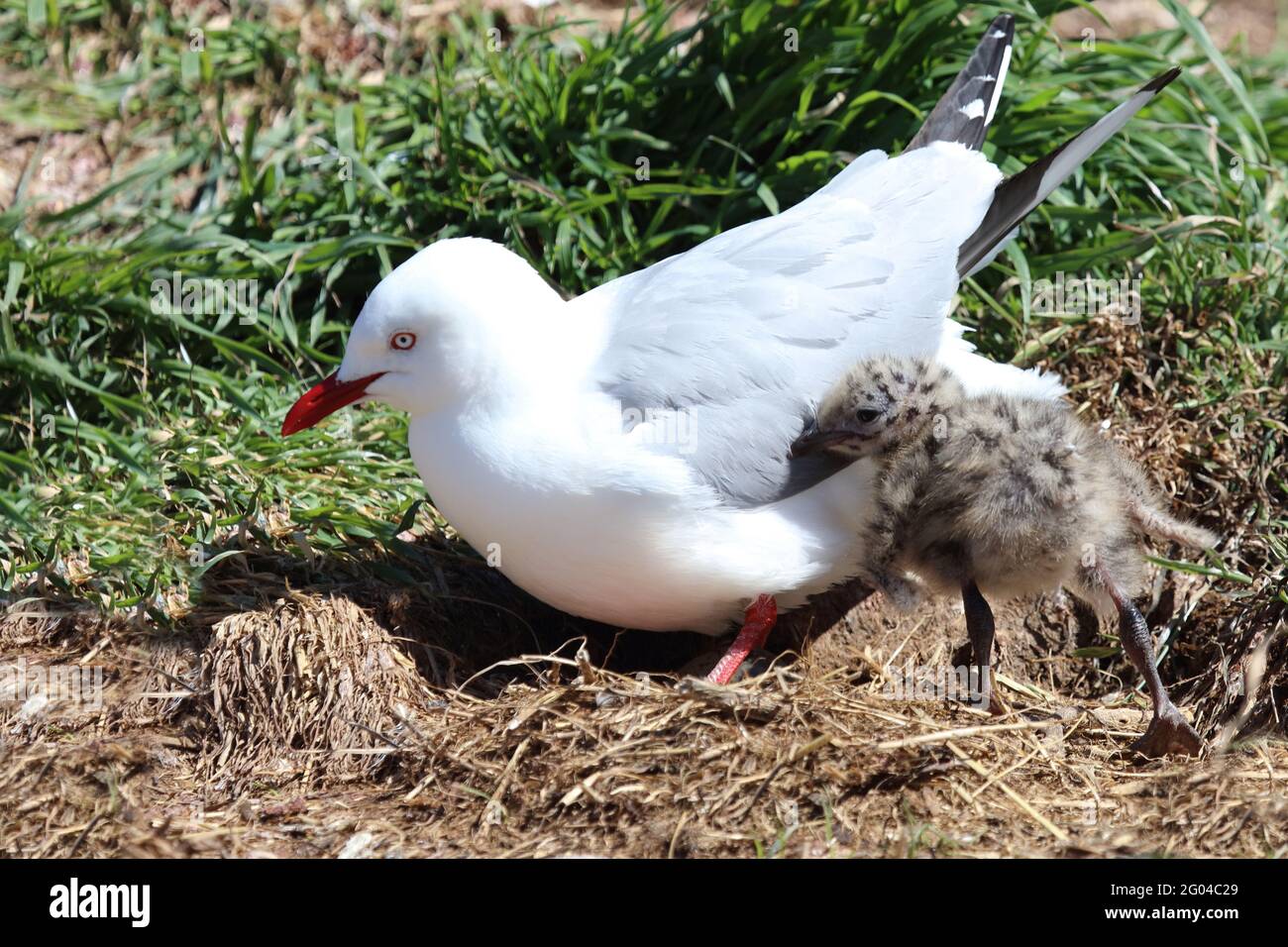 Rotschnabelmöwe / Red-billed gull / Larus scopulinus Stock Photo - Alamy