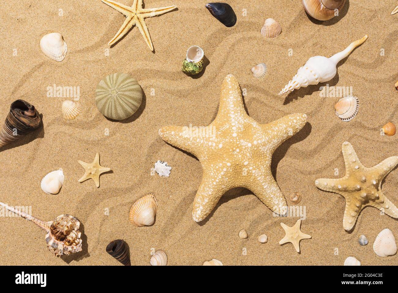 Starfish on the sand hi-res stock photography and images - Alamy