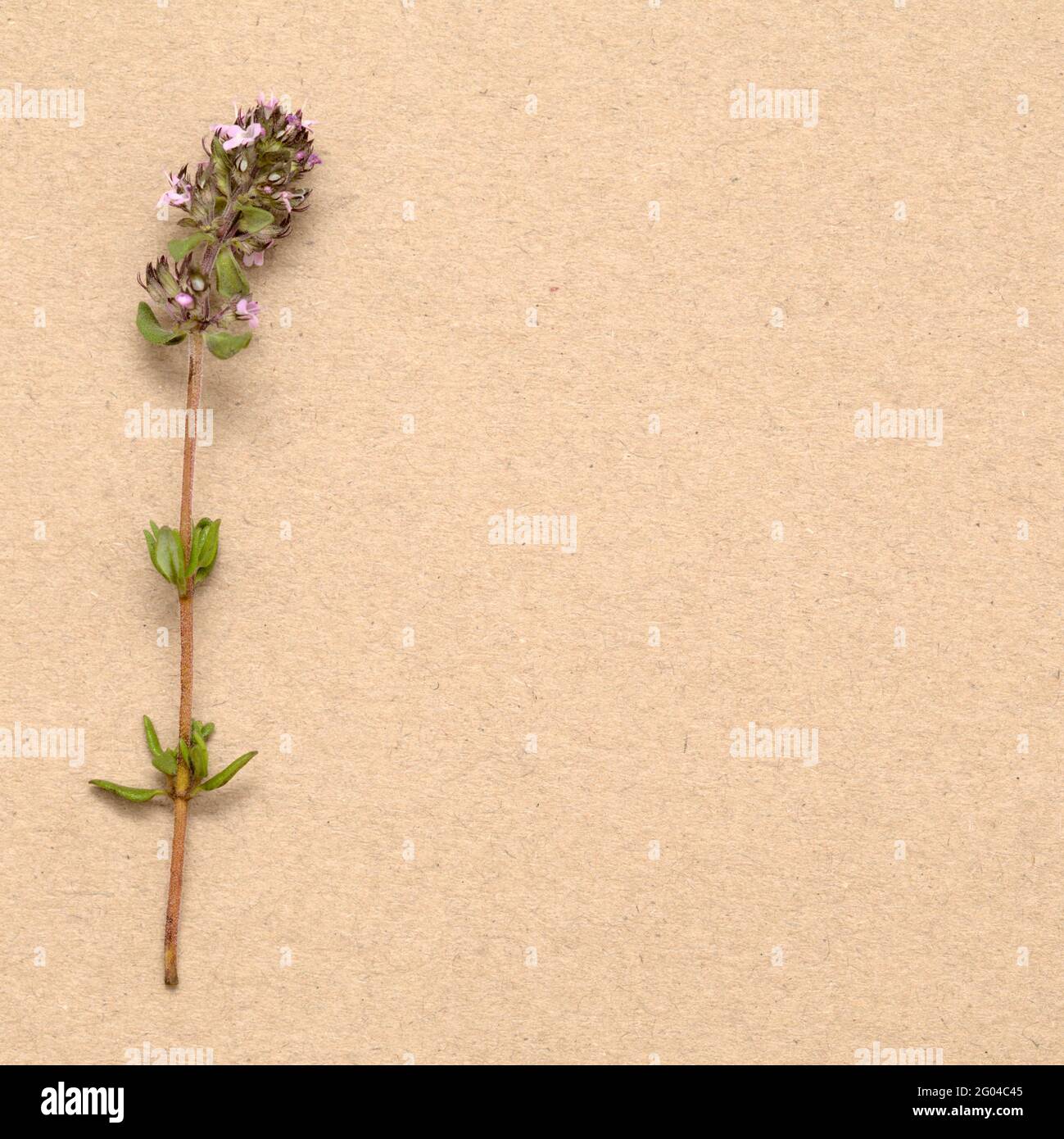 stylish textured craft paper background with sprigs of thyme Stock ...