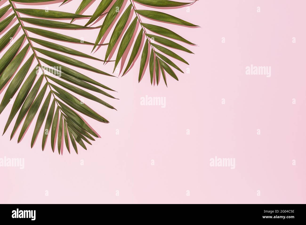 Chico leaves on a pink background with copy space Stock Photo - Alamy