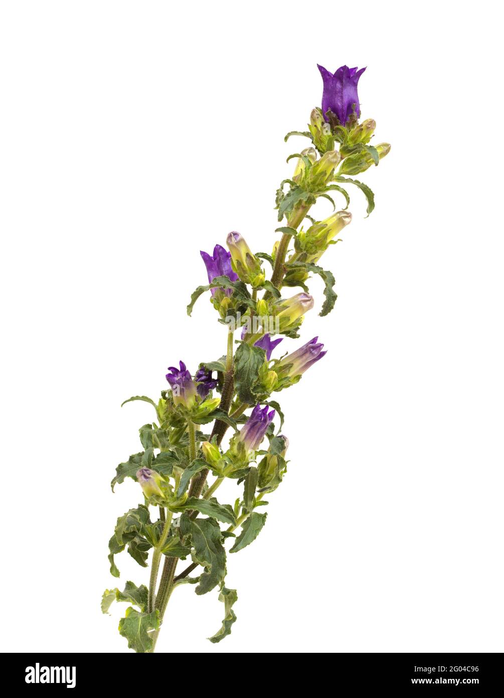 Dark purple bellflower branch with many closed buds isolated on white ...