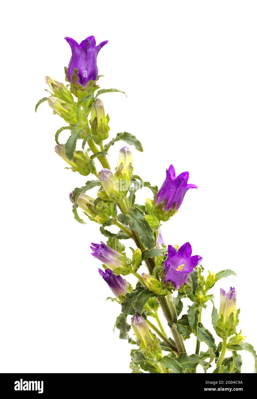 Dark purple bellflower branch with many closed buds isolated on white ...