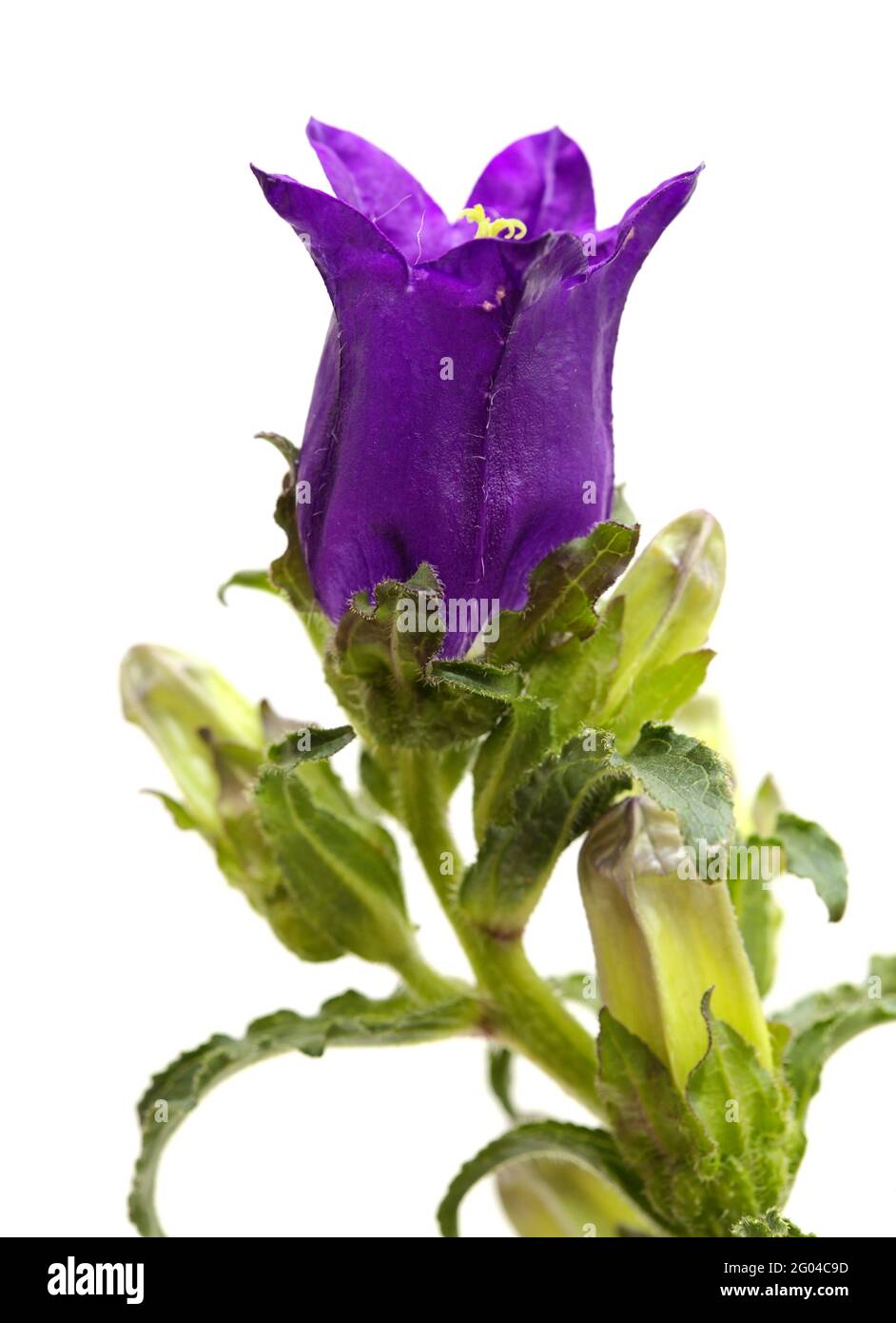 Dark purple bellflower branch with many closed buds isolated on white ...