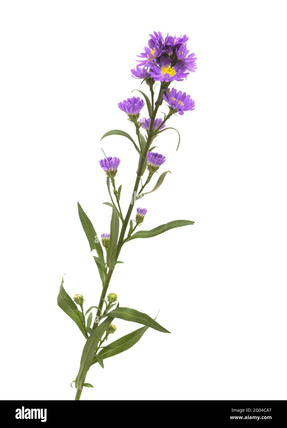 Small purple aster flower inflorescence isolated on white background ...