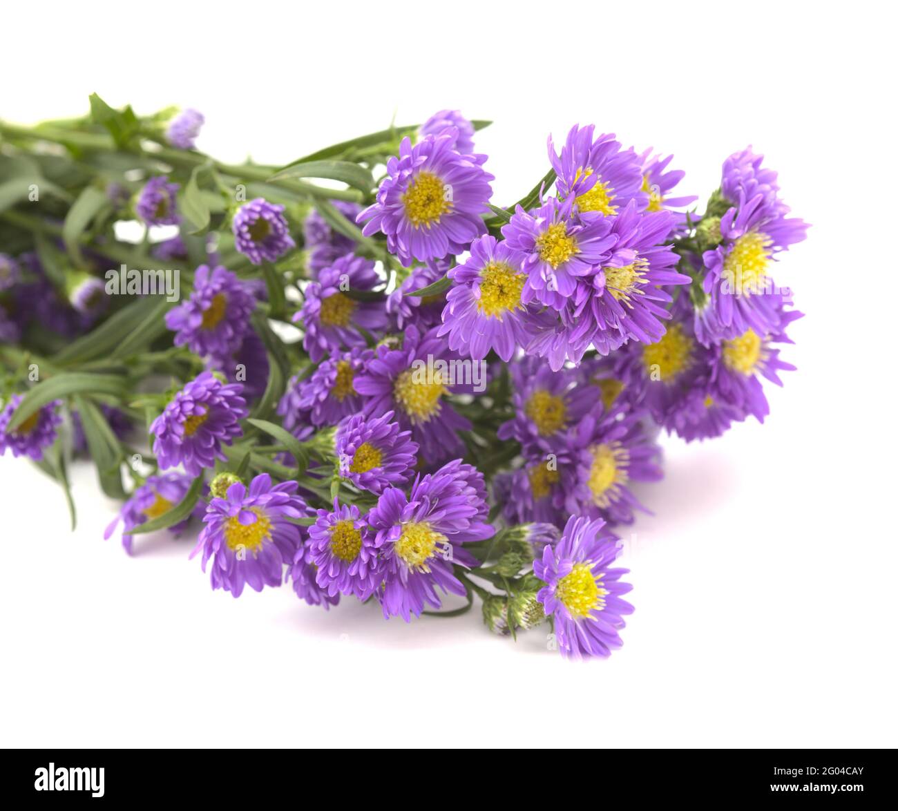 Small purple aster flower inflorescence isolated on white background ...