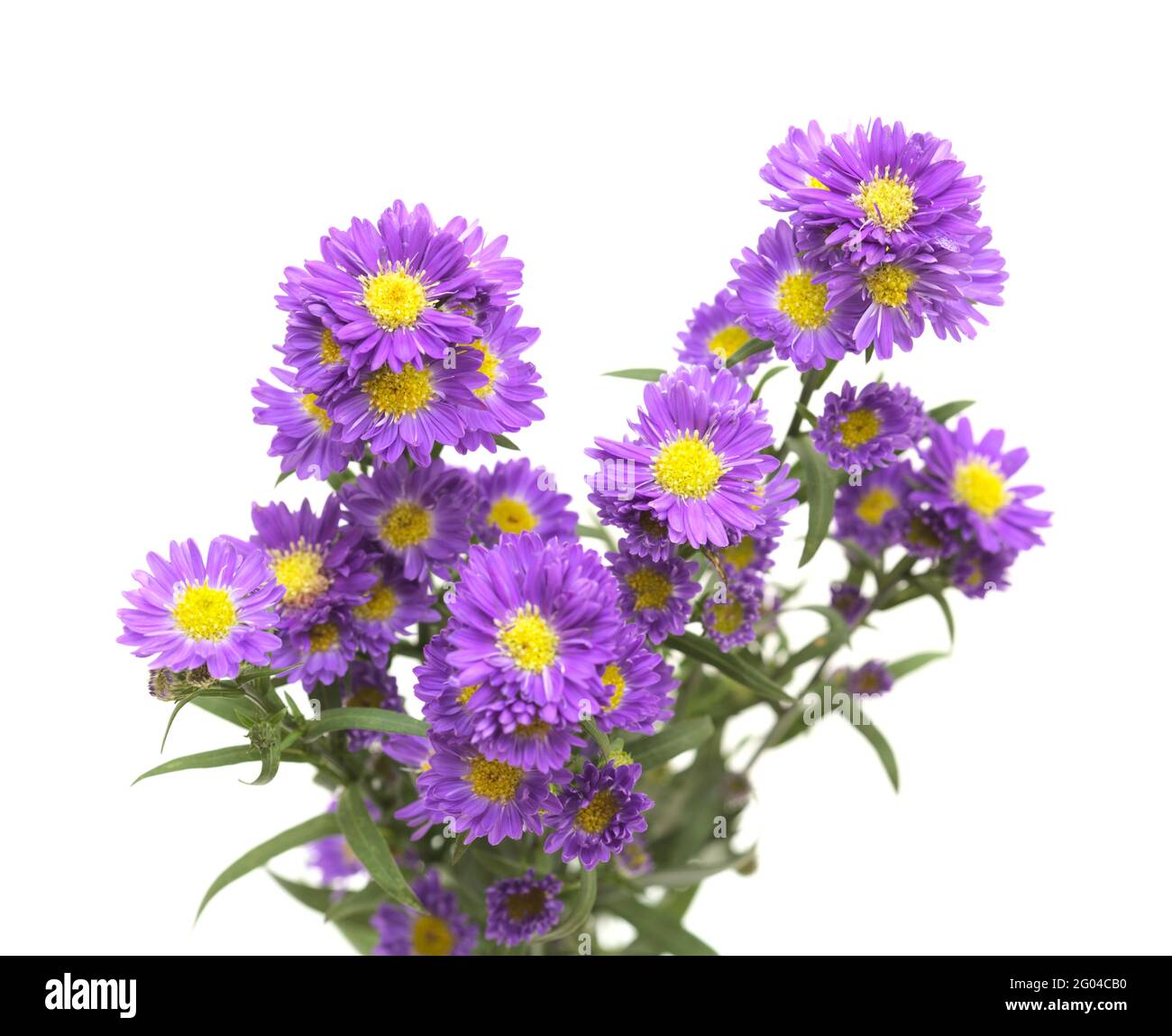 Small purple aster flower inflorescence isolated on white background ...