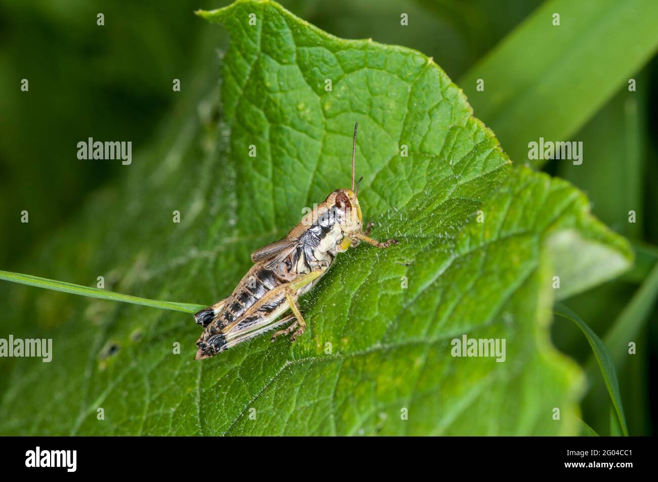 Melanoplus viridipes hi-res stock photography and images - Alamy