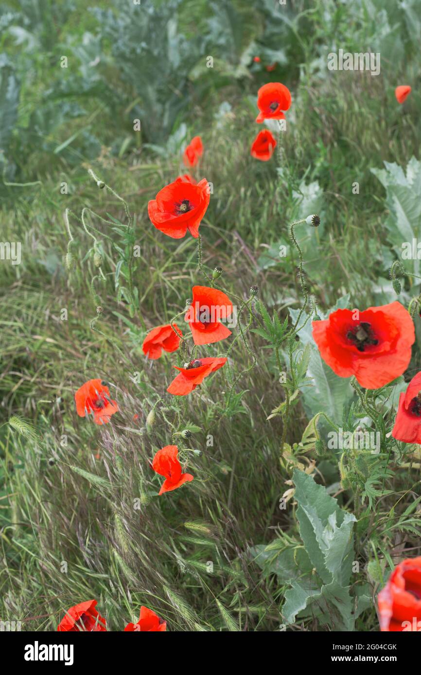 Wildflowers in nature hi-res stock photography and images - Alamy