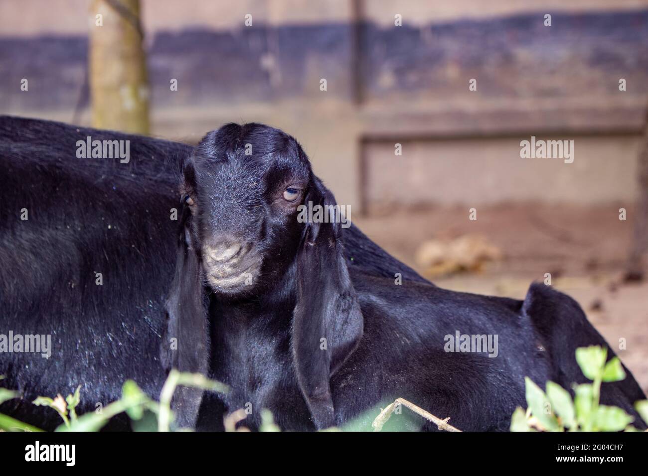 Baby goat mother hi-res stock photography and images - Alamy