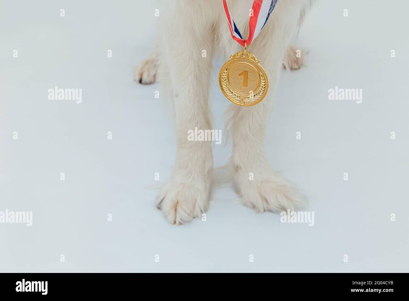 Puppy dog pwas border collie with winner or champion gold trophy medal ...