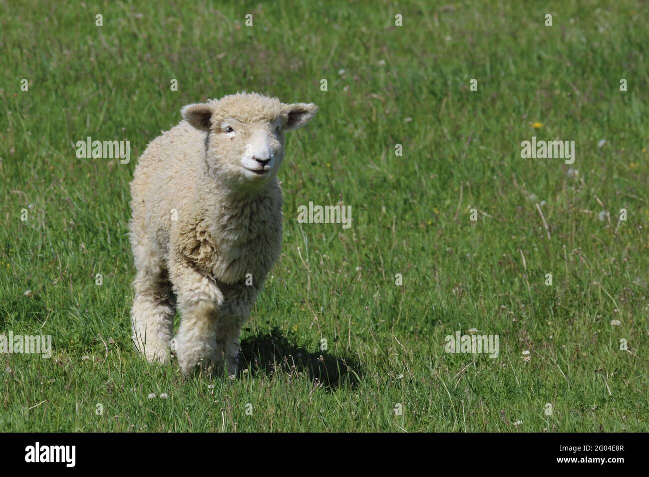 Romneyschaf / Romney sheep / Ovis Stock Photo - Alamy