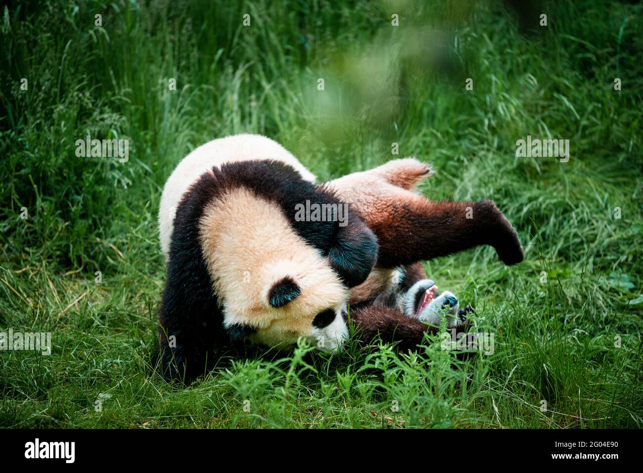 PAIRI DAIZA, BELGIUM - May 24, 2021: Photo of pandas photographed in ...
