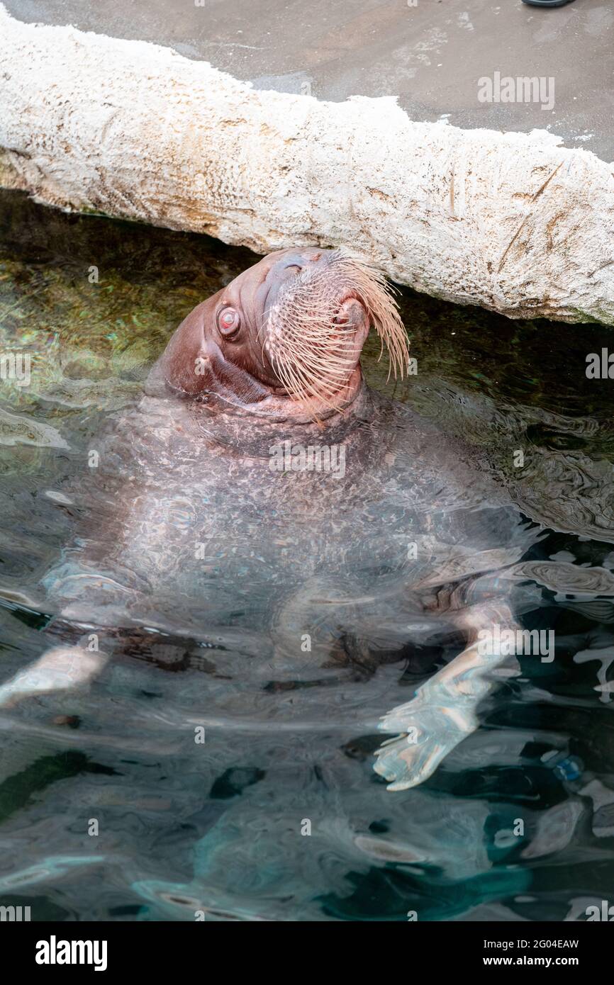 Walrus in zoo hi-res stock photography and images - Alamy