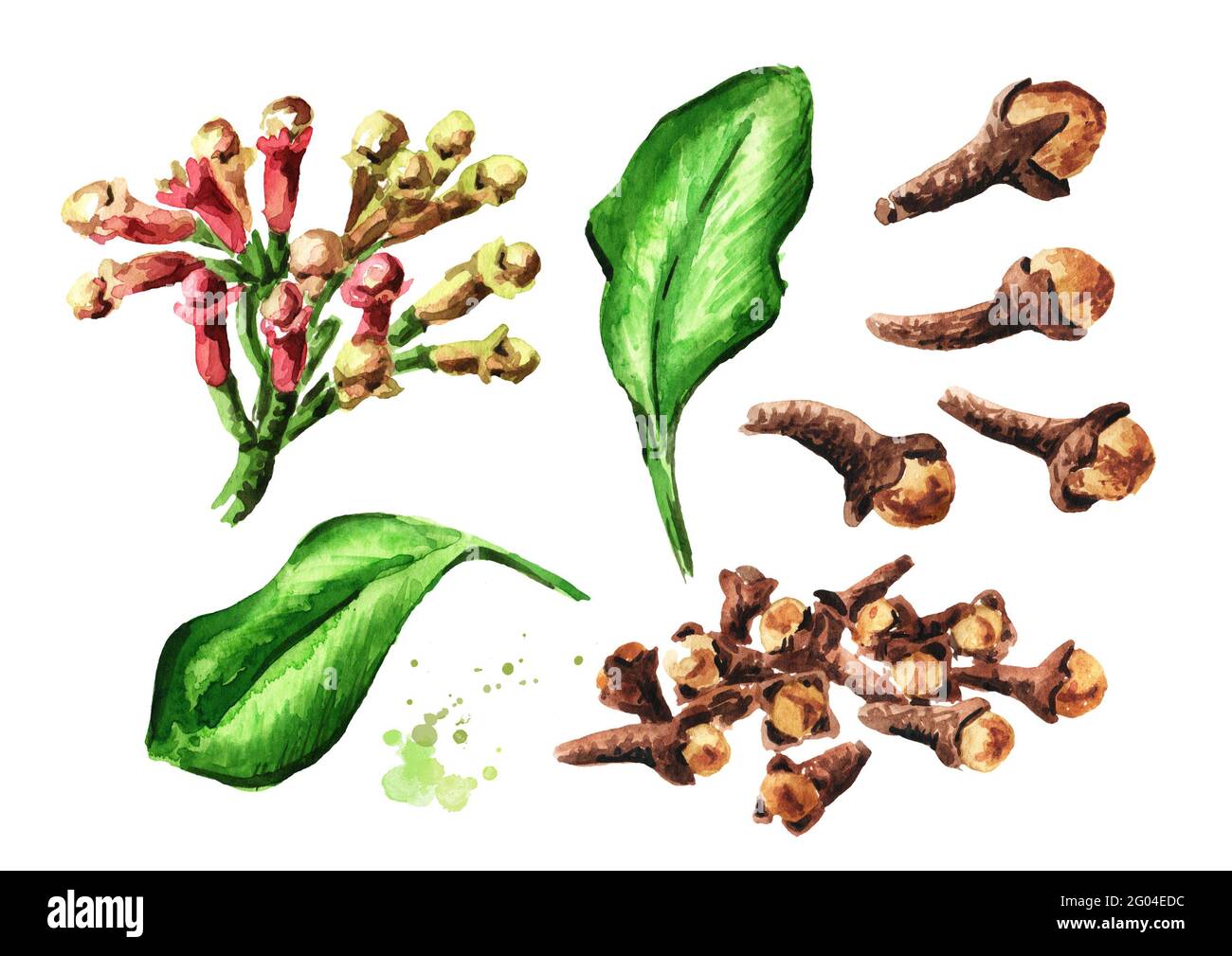 Clove tree set with buds, flowers and leaves. Hand drawn watercolor ...